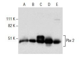 Pbx 2 Antibody (1.1) | SCBT - Santa Cruz Biotechnology