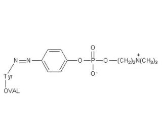 PC-OVAL | SCBT - Santa Cruz Biotechnology