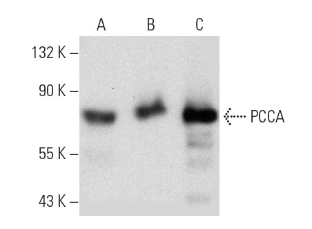 Anti-PCCA Antibody (H-1) | SCBT - Santa Cruz Biotechnology