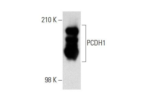 PCDH1抗体 (S-6) | SCBT - Santa Cruz Biotechnology