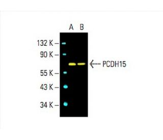 PCDH15 Antibody (H-3) - Western Blotting - Image 392419
