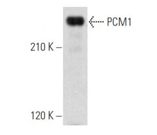 PCM1 Antibody (G-6) - Western Blotting - Image 354967