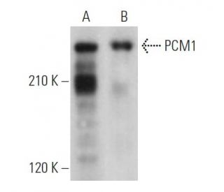PCM1 Antibody (G-6) - Western Blotting - Image 361887