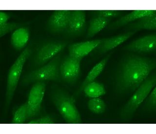 Anti-PCM1 Antibody (G-6) | SCBT - Santa Cruz Biotechnology
