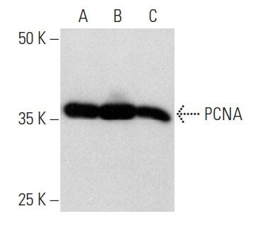 PCNA Antibody (C-20) | SCBT - Santa Cruz Biotechnology