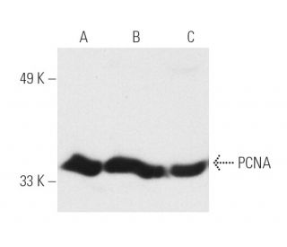 Anti-PCNA Antibody (F-2) | SCBT - Santa Cruz Biotechnology
