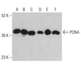 PCNA Antibody (F-2) - Western Blotting - Image 401522