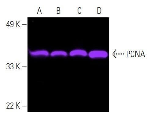 Anti-PCNA Antibody (PC10) | SCBT - Santa Cruz Biotechnology