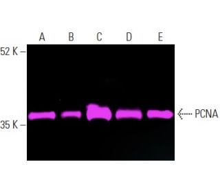 PCNA Antibody (PC10) | SCBT - Santa Cruz Biotechnology