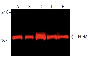 Anti-PCNA Antibody (PC10) | SCBT - Santa Cruz Biotechnology