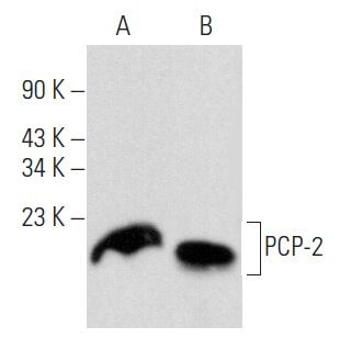 PCP-2 Antibody (F-3) | SCBT - Santa Cruz Biotechnology