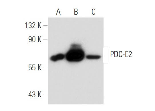 Anti-PDC-E2 Antibody (B-2) | SCBT - Santa Cruz Biotechnology