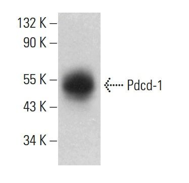 Pdcd-1 Antibody (RMP1-30) | SCBT - Santa Cruz Biotechnology