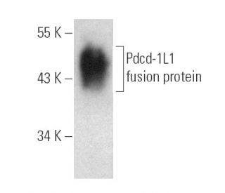 Pdcd-1L1 Antibody (D-8) - Western Blotting - Image 388992