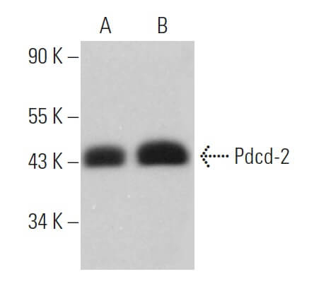 Anti-Pdcd-2 Antibody (B-4) | SCBT - Santa Cruz Biotechnology