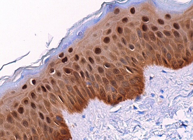 Anti-Pdcd-4 Antibody (B-4) | SCBT - Santa Cruz Biotechnology