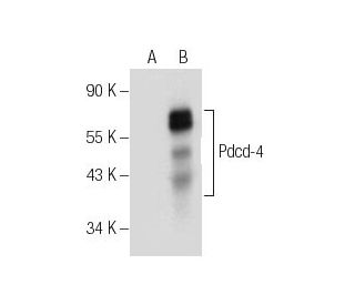 Pdcd-4 Antibody (B-4) - Western Blotting - Image 155614