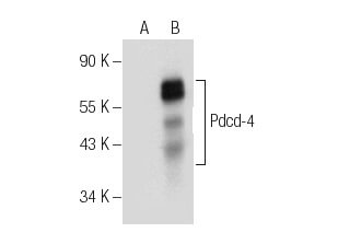 Anti-Pdcd-4 Antibody (B-4) | SCBT - Santa Cruz Biotechnology