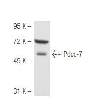 Pdcd-7 Antibody (46C713) | SCBT - Santa Cruz Biotechnology