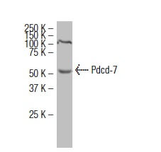 Pdcd-7 Antibody (S-18) | SCBT - Santa Cruz Biotechnology