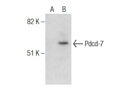 Pdcd-7 Antibody (S-18) | SCBT - Santa Cruz Biotechnology