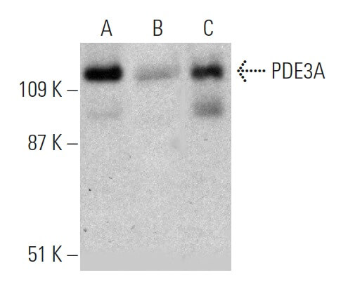 Anti-PDE3A Antibody (2D7) | SCBT - Santa Cruz Biotechnology
