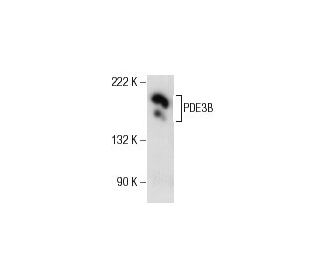 PDE3B Antibody (F-9) | SCBT - Santa Cruz Biotechnology