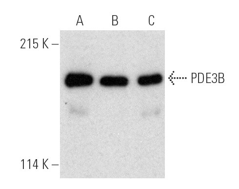 PDE3B Antibody (F-9) | SCBT - Santa Cruz Biotechnology