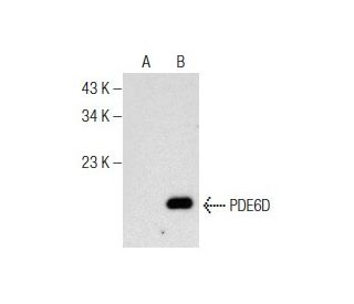 PDE6D Antibody (A-8) | SCBT - Santa Cruz Biotechnology