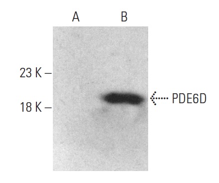 PDE6D Antibody (A-8) | SCBT - Santa Cruz Biotechnology