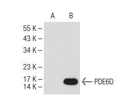 PDE6D Antibody (C-8) | SCBT - Santa Cruz Biotechnology