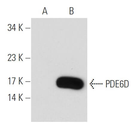 Anti-PDE6D Antibody (E-7) | SCBT - Santa Cruz Biotechnology