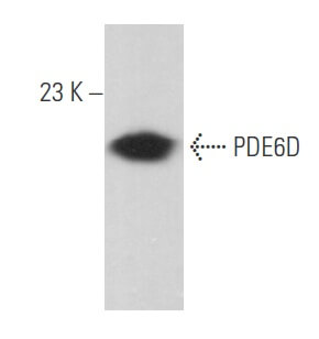 Anti-PDE6D Antibody (E-7) | SCBT - Santa Cruz Biotechnology