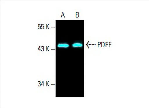 PDEF Antibody (G-10) | SCBT - Santa Cruz Biotechnology