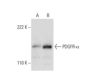PDGFR-α Antibody (C-9) - Western Blotting - Image 301530