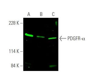 PDGFR-α Antibody (C-9) - Western Blotting - Image 375239