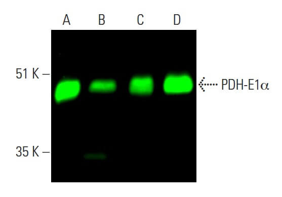 Anti-PDH-E1α Antibody (D-6) | SCBT - Santa Cruz Biotechnology