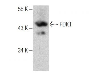 PDK1 Antibody (E-10) - Western Blotting - Image 385717