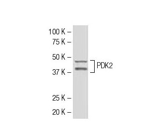 PDK2 Antibody (S-15) - Western Blotting - Image 33908