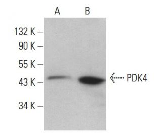 PDK4 Antibody (A-7) - Western Blotting - Image 395954