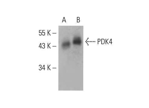 PDK4抗体 (B-1) | SCBT - Santa Cruz Biotechnology
