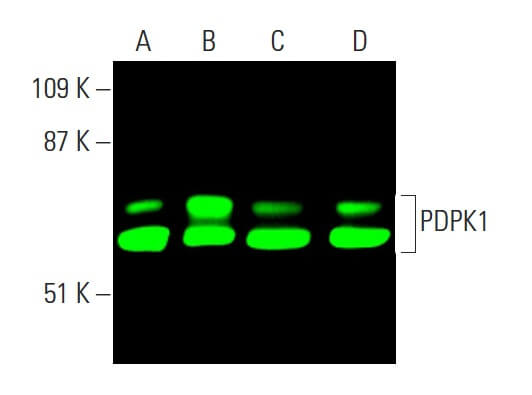 Anti-PDPK1 Antibody (E-3) | SCBT - Santa Cruz Biotechnology