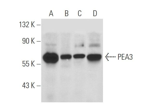 PEA3 Antibody (G-10) | SCBT - Santa Cruz Biotechnology