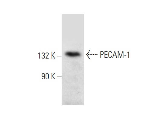 CD31/PECAM-1 Antibody (E-4) | SCBT - Santa Cruz Biotechnology
