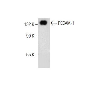 CD31/PECAM-1 Antibody (H-3) - Western Blotting - Image 158994