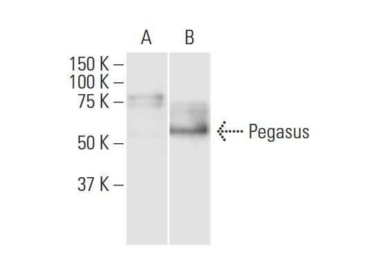 Pegasus Antibody (1B6) | SCBT - Santa Cruz Biotechnology