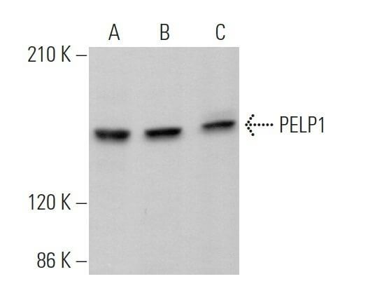 PELP1 Antibody (E-1) | SCBT - Santa Cruz Biotechnology
