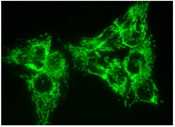 Anti-PEPCK/PCK1/PCK2 Antibody (F-3) | SCBT - Santa Cruz Biotechnology
