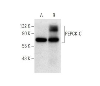 PEPCK-C Antibody (F-11) - Western Blotting - Image 299085