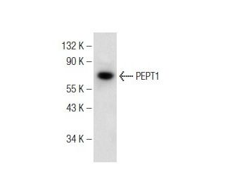 PEPT1 Antibody (E-3) - Western Blotting - Image 146569